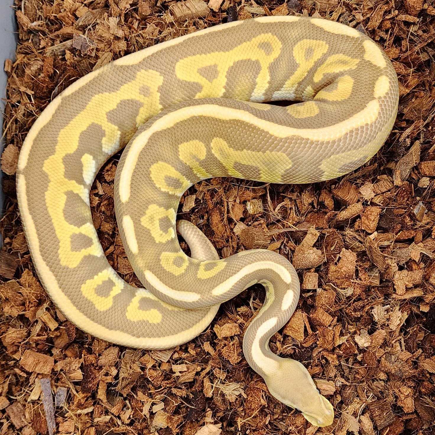 Cinnamon Leopard Ultramel Ball Python by Marcial Mendez - MorphMarket