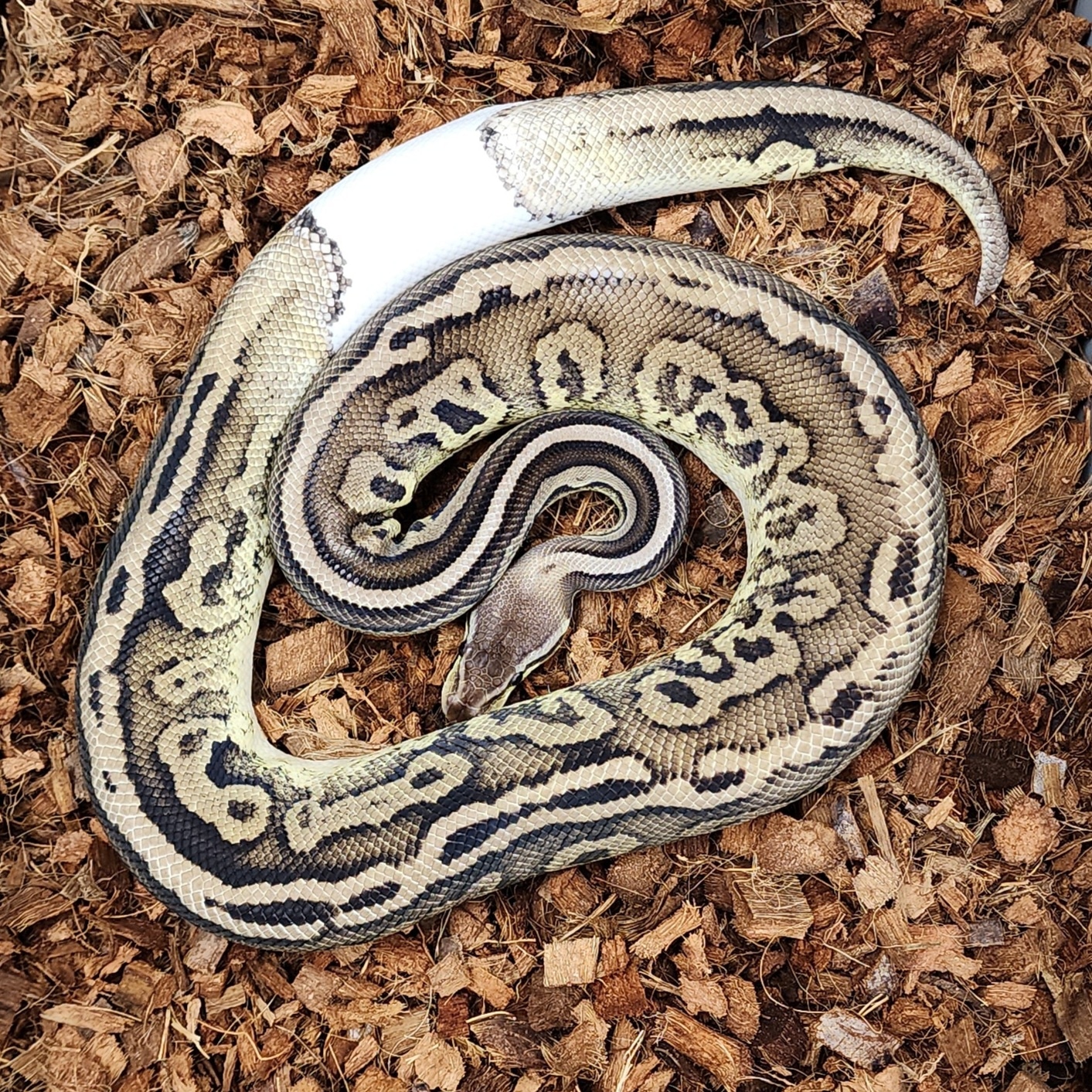 Pewter Leopard Het Ultramel Ball Python by Marcial Mendez - MorphMarket