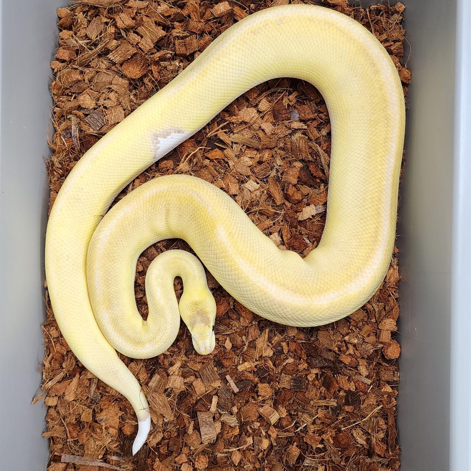 Champagne Cinnamon Ultramel Ball Python by Marcial Mendez - MorphMarket