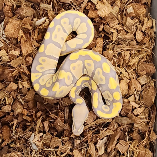 Ultramel Hypo Ball Python by Red Mountain Herpetoculture