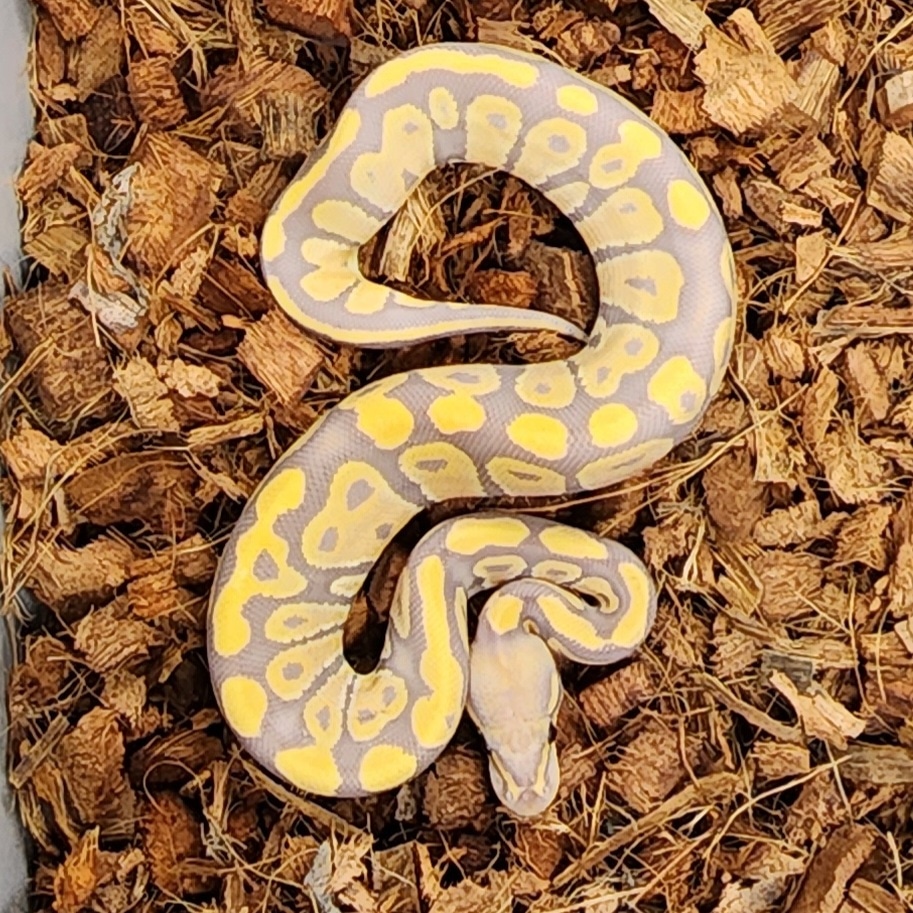 Ultramel Hypo Ball Python by Marcial Mendez - MorphMarket