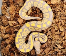Ultramel Hypo Ball Python by Marcial Mendez - MorphMarket