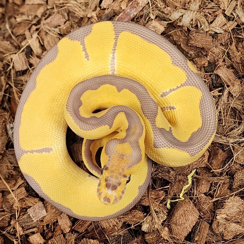 Reduced Pattern Ultramel Clown Pos Het Caramel Ball Python by Marcial ...