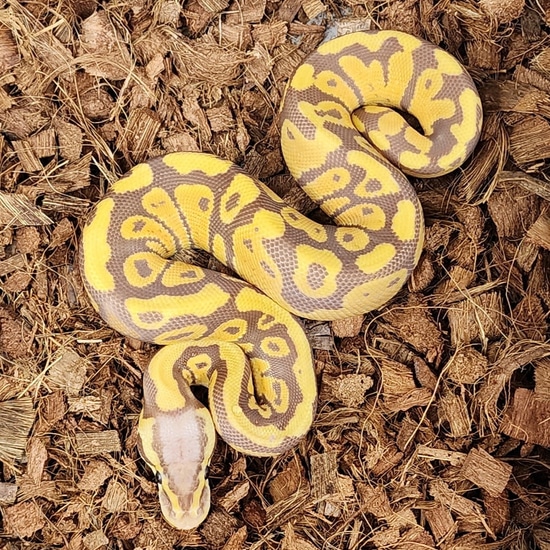 Pastel Ultramel Het Clown Possible Het Caramel Ball Python by Red ...