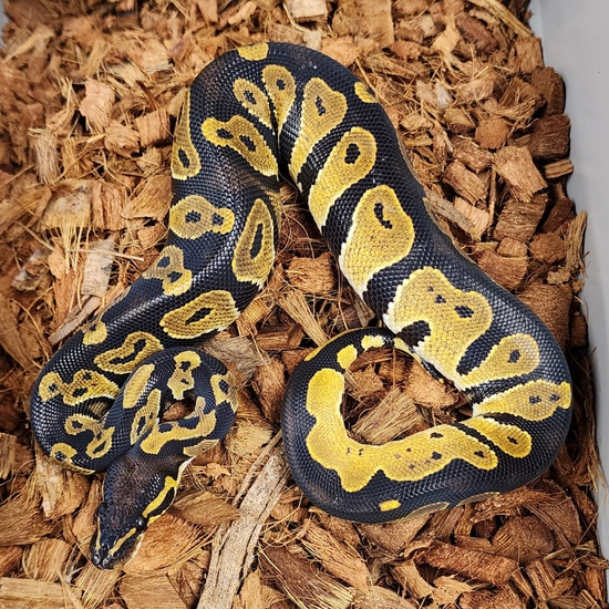 Blackhead Double Het Ultramel Clown Pos Het Caramel Ball Python by Red ...