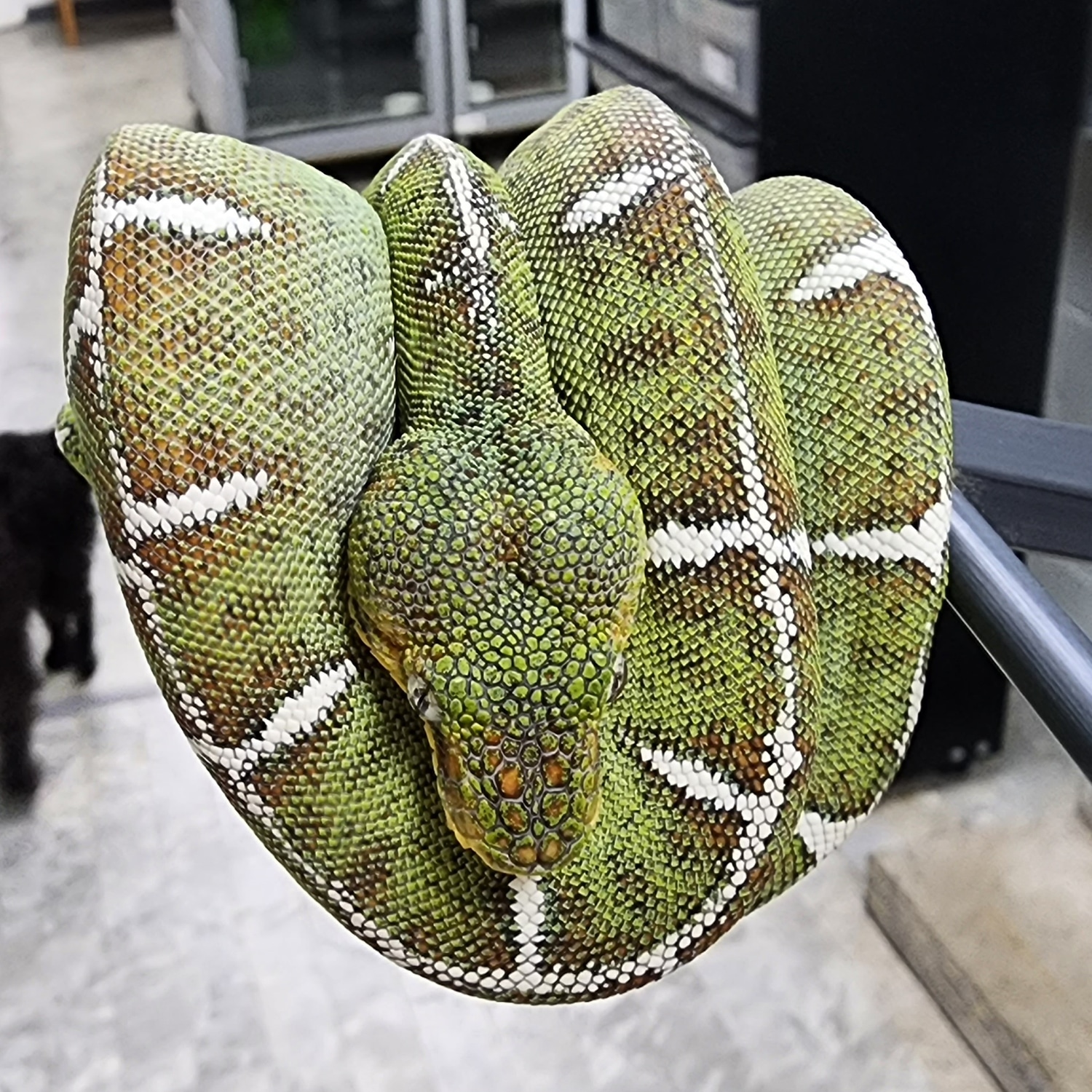 Amazon Basin Emerald Tree Boa Amazon Basin Tree Boa by Marcial Mendez ...