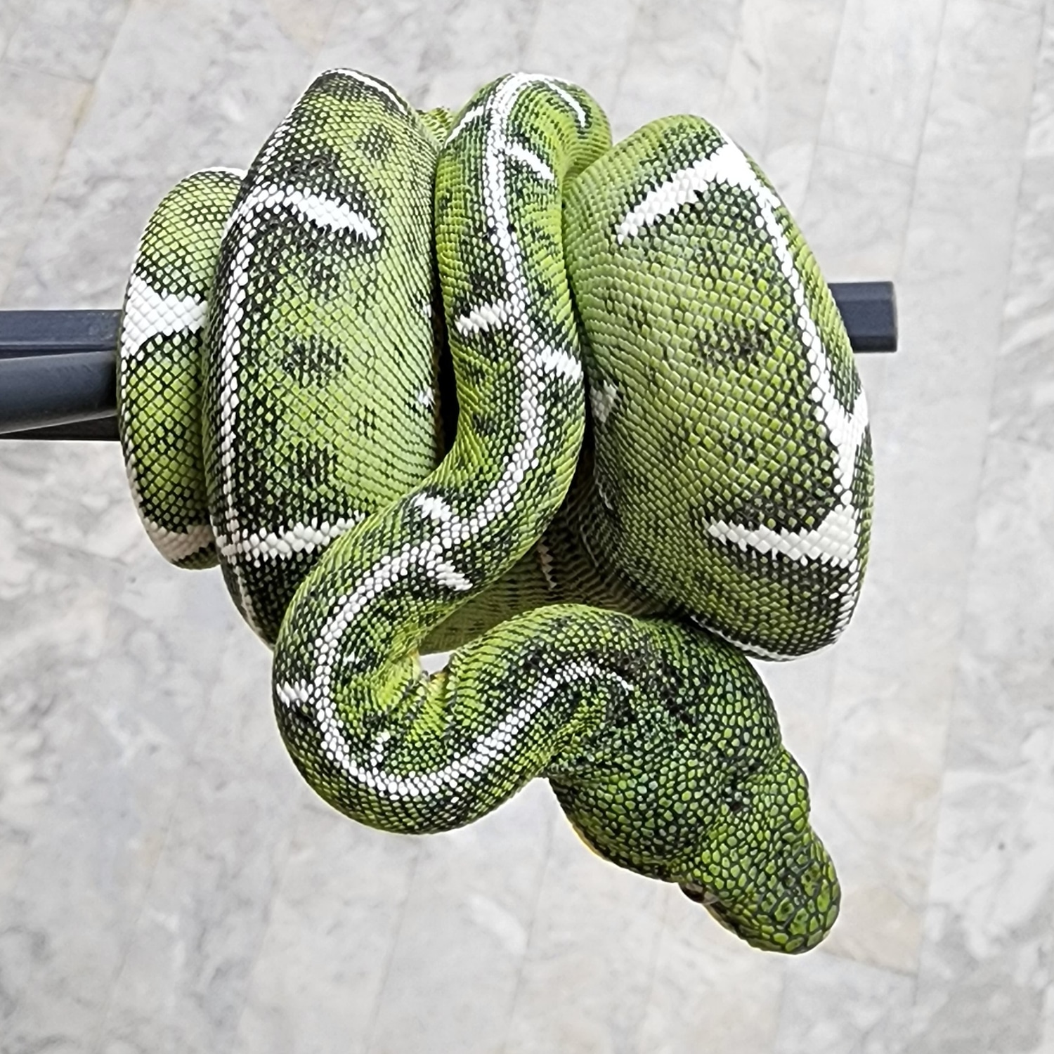 Emerald Tree Boa Amazon Basin Tree Boa by Marcial Mendez - MorphMarket