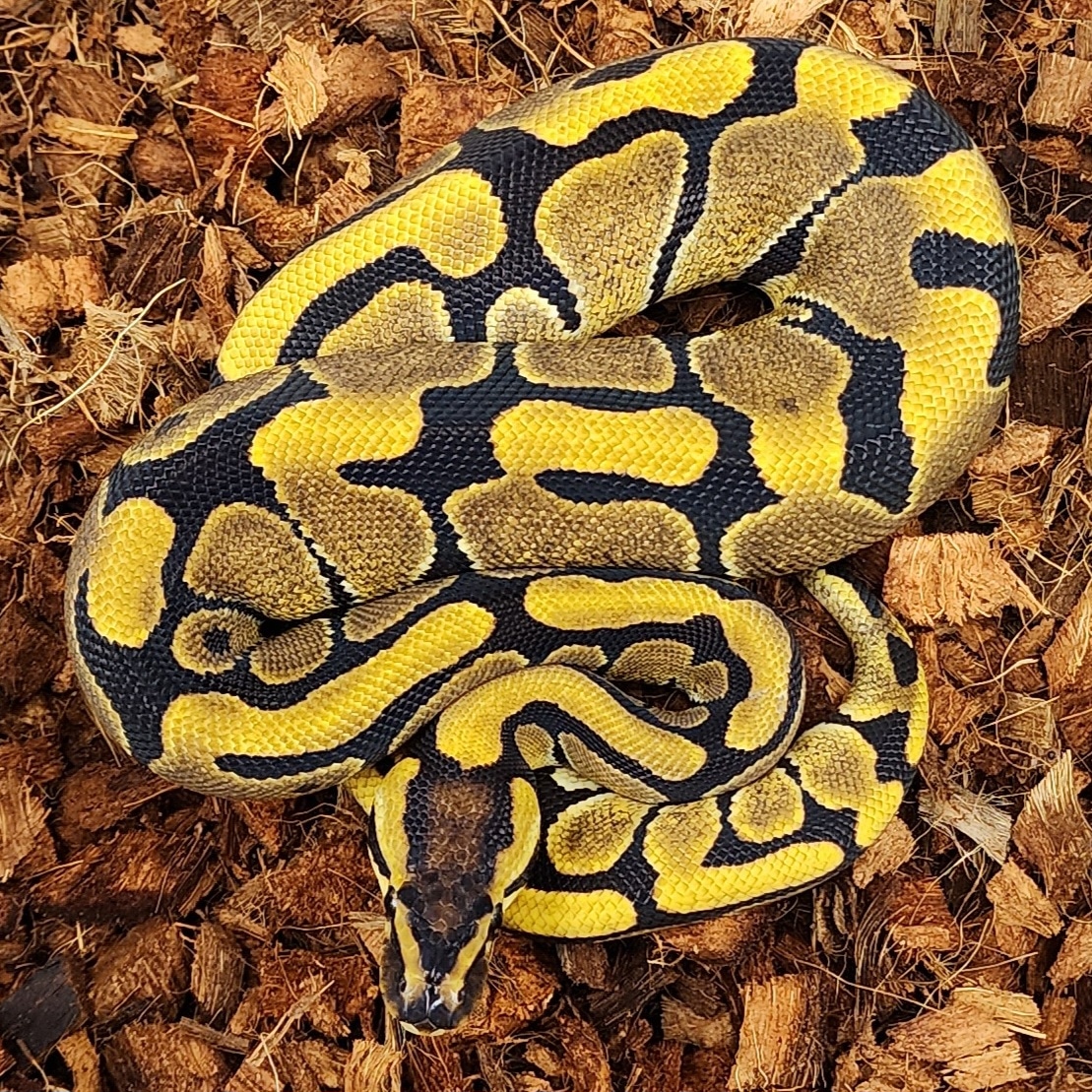 Enchi Het Ultramel 66% Pos Het Clown Ball Python by Marcial Mendez ...