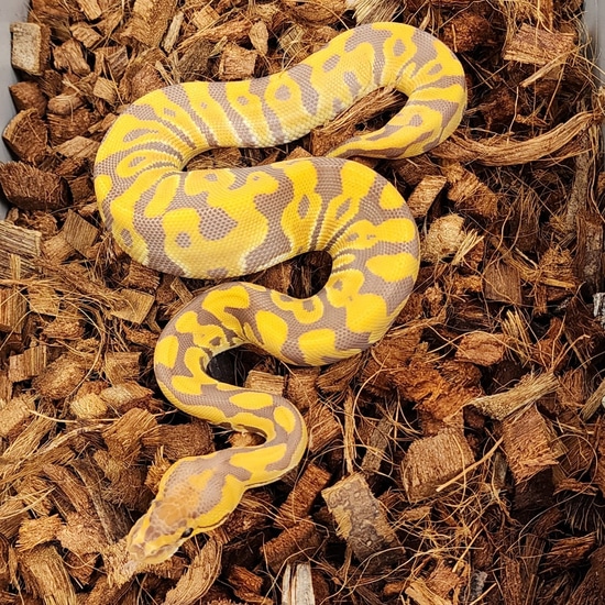 Ultramel Crypton Pos Het Caramel Ball Python by Red Mountain Herpetoculture