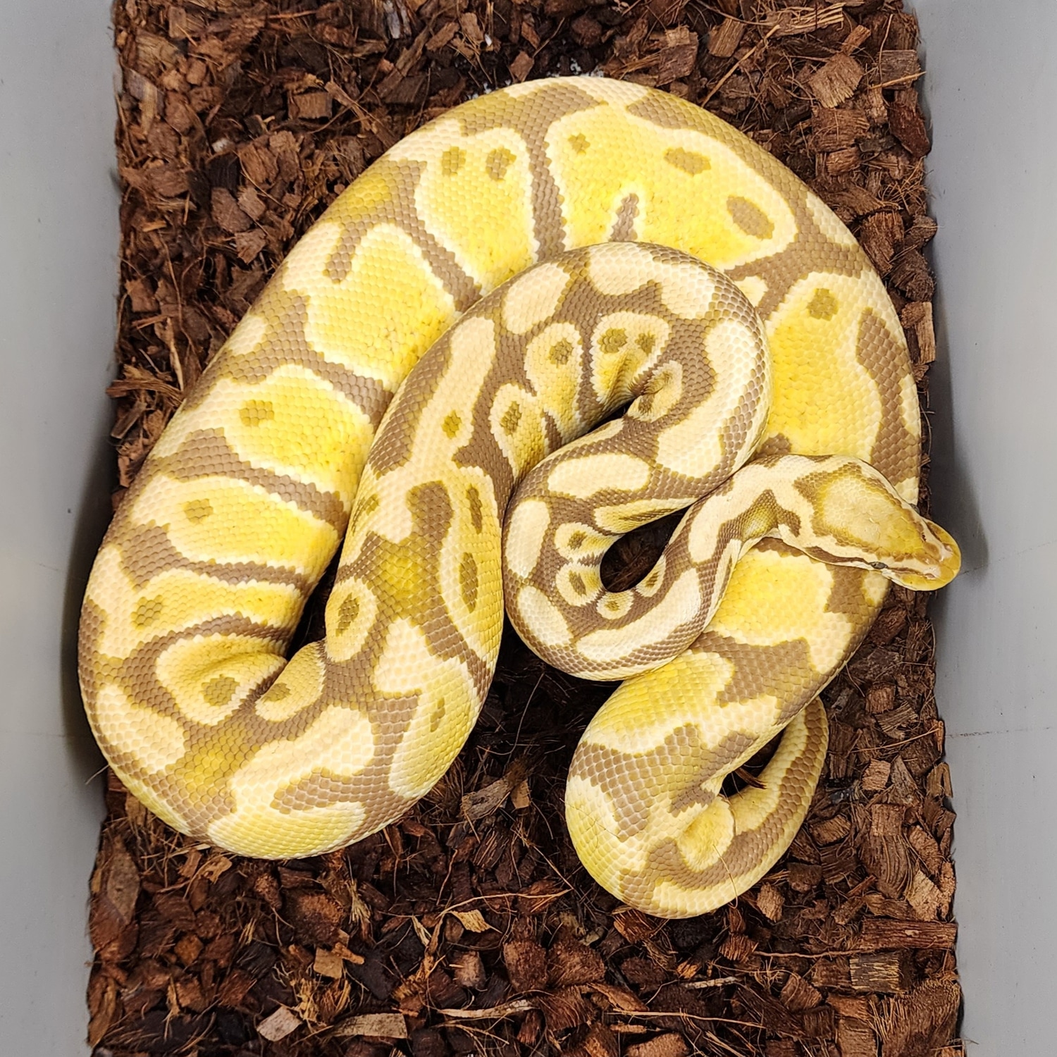Pastel Ultramel Het Caramel Ball Python by Marcial Mendez - MorphMarket