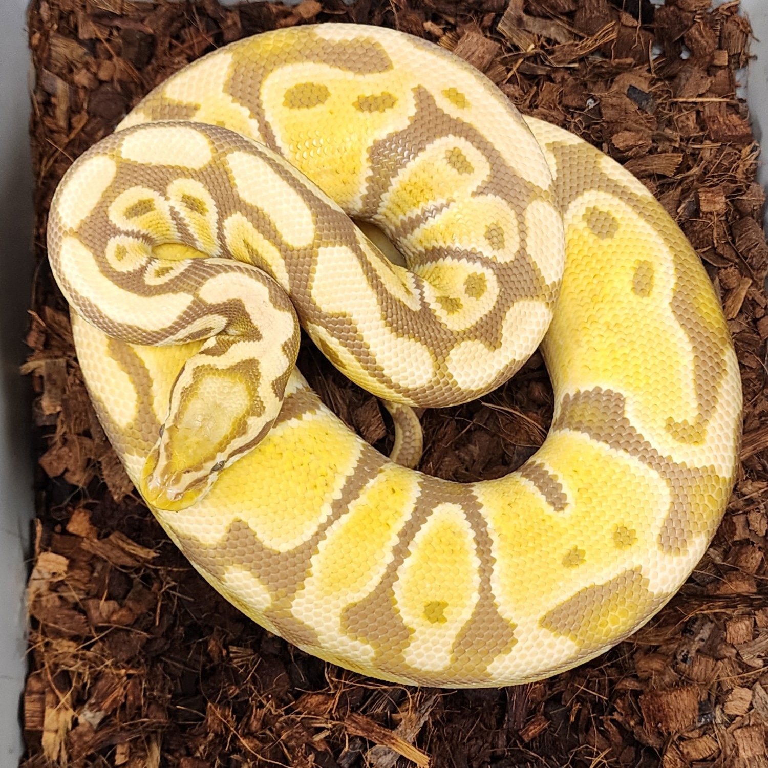 Pastel Ultramel Het Caramel Ball Python by Marcial Mendez - MorphMarket
