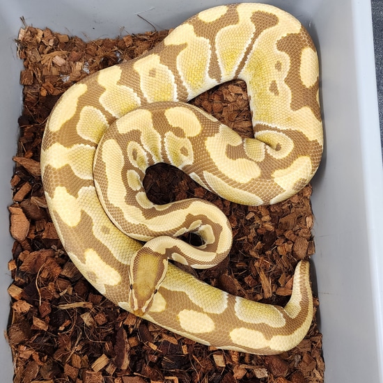 Enchi Ultramel Het Caramel 50% Het Hypo Ball Python by Red Mountain Herpetoculture