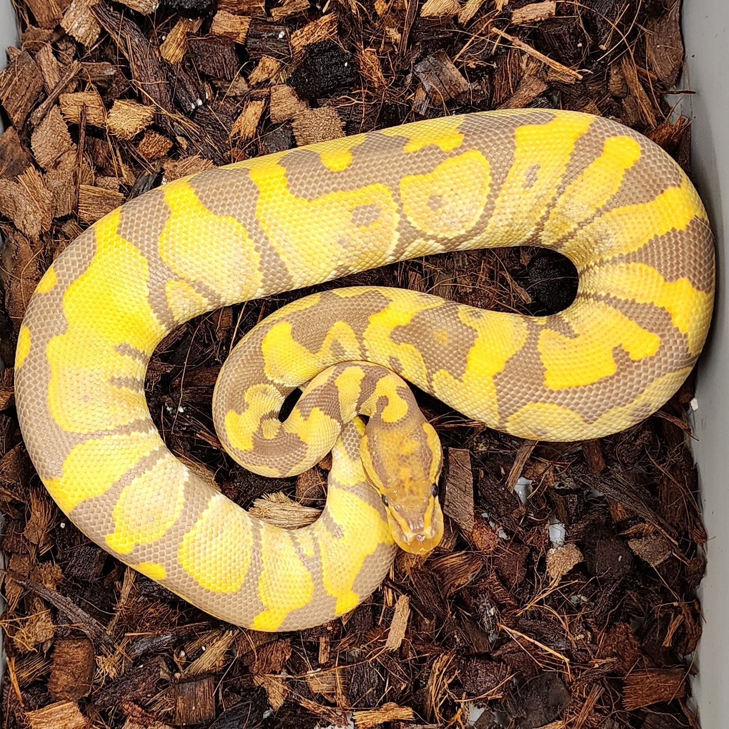 Paradox Enchi Ultramel 66% Possible Het Clown Ball Python by Marcial ...