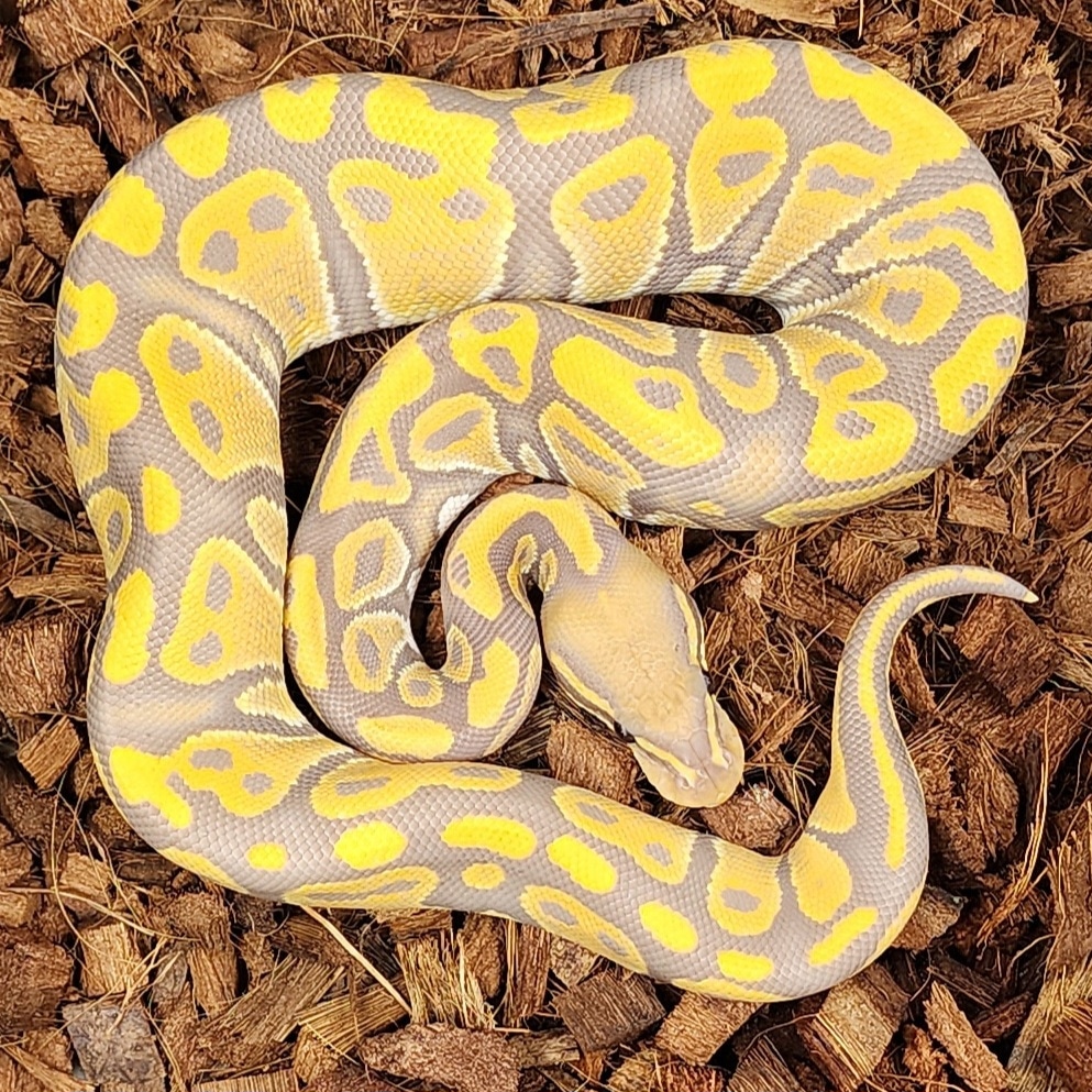 Ultramel Hypo Ball Python by Marcial Mendez - MorphMarket