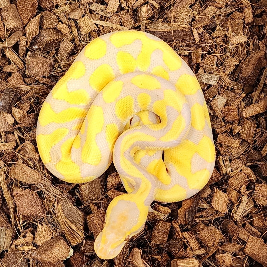 Enchi Camarillo Het Clown Ball Python by Marcial Mendez - MorphMarket