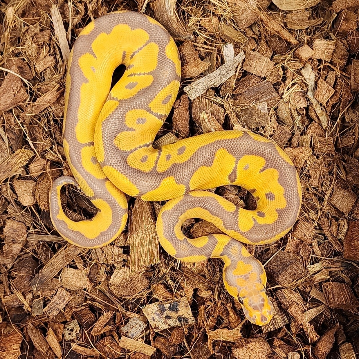 Ultramel Clown Possible Het Caramel Ball Python by Marcial Mendez ...