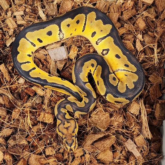 Clown Het Ultramel Possible Het Caramel Ball Python by Red Mountain ...