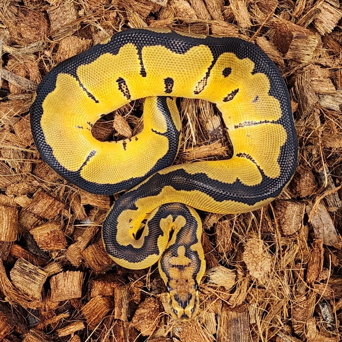 Clown Het Ultramel Possible Het Caramel Ball Python by Marcial Mendez ...