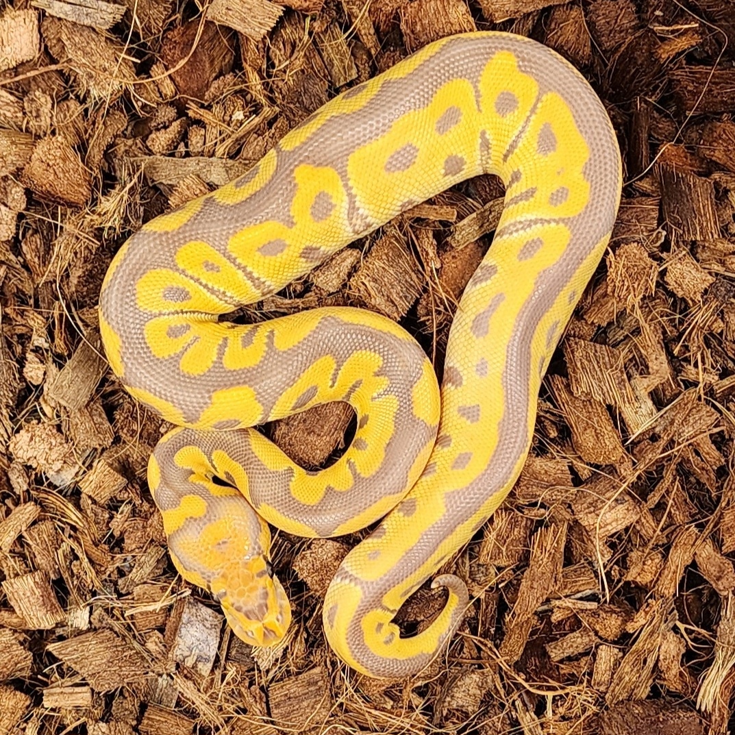 Ultramel Clown Possible Het Caramel Ball Python by Marcial Mendez ...