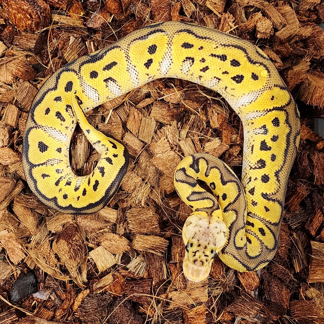 Pastel Clown Het Ultramel Possible Het Caramel Ball Python by Marcial ...