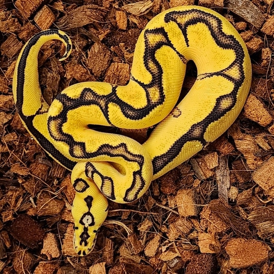 Pastel Enchi Yellow Belly Clown Het Ultramel Ball Python by Red ...