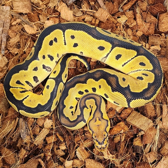 Clown Het Ultramel Possible Het Caramel Ball Python by Red Mountain ...