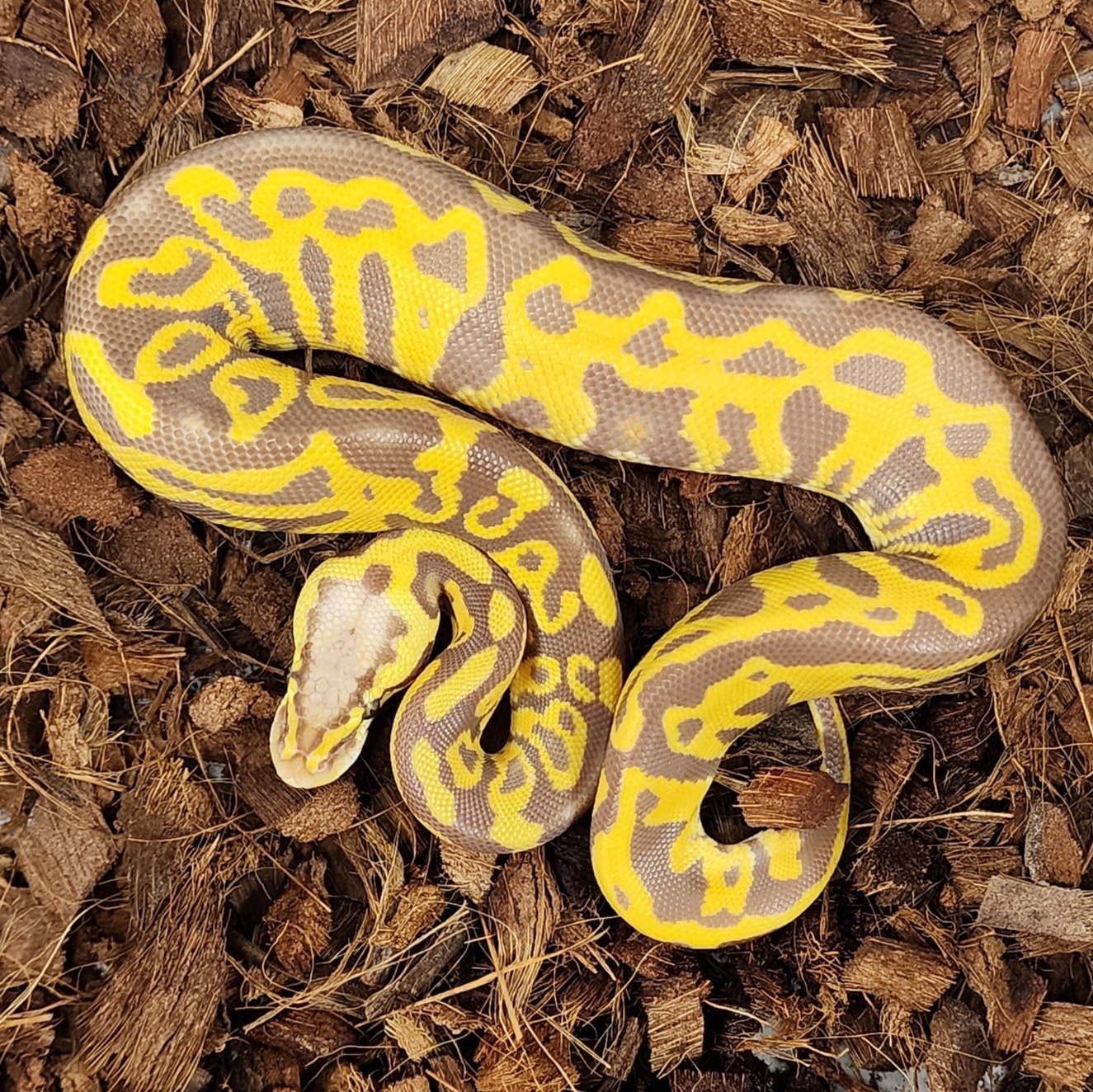 Pastel Leopard Ultramel Het Clown Possible Het Caramel Ball Python by ...