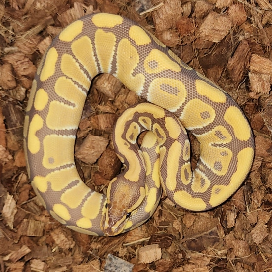 Ultramel Het Clown Possible Het Caramel & Hypo Ball Python by Red ...