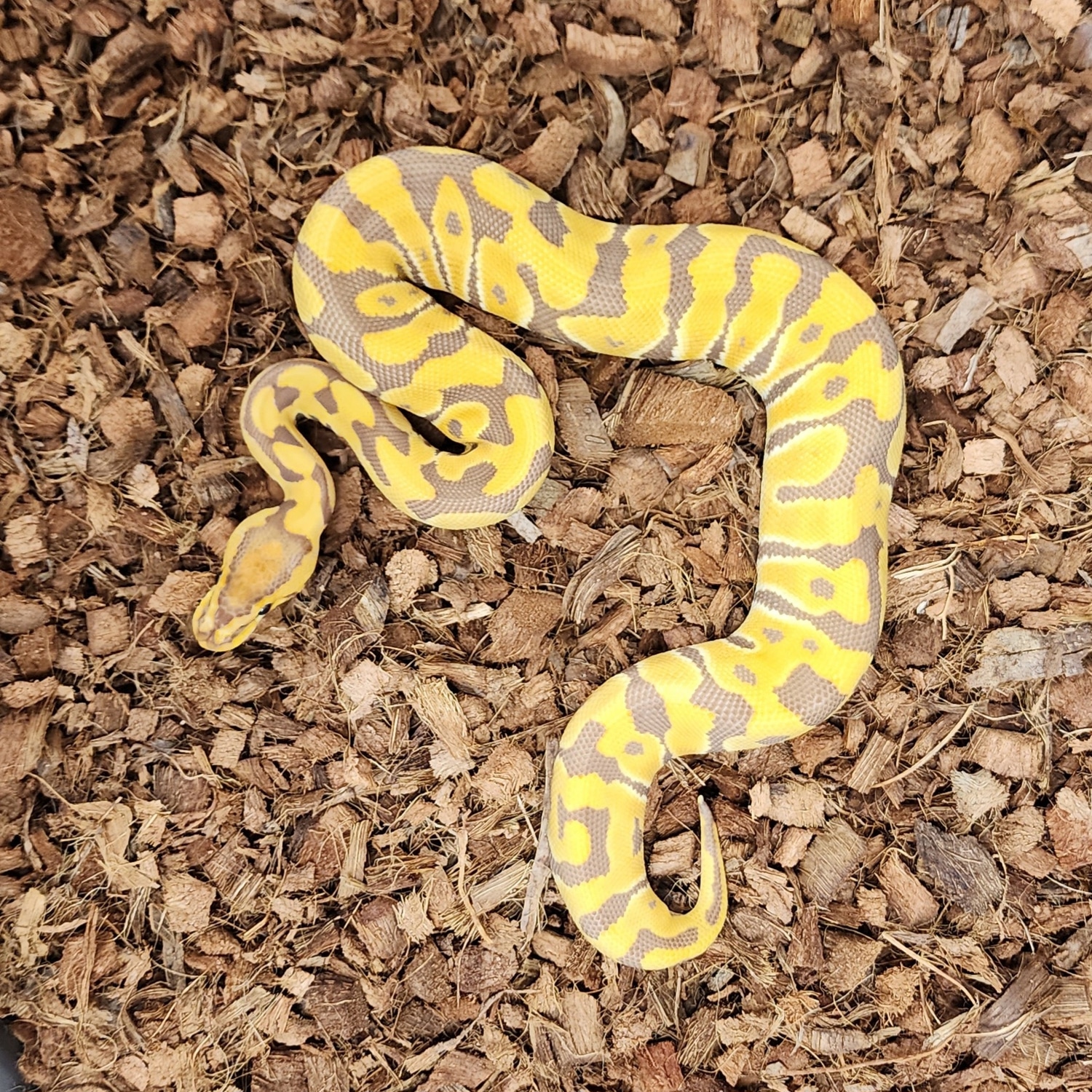 Enchi Ultramel Crypton Pos Het Caramel Ball Python by Marcial Mendez ...