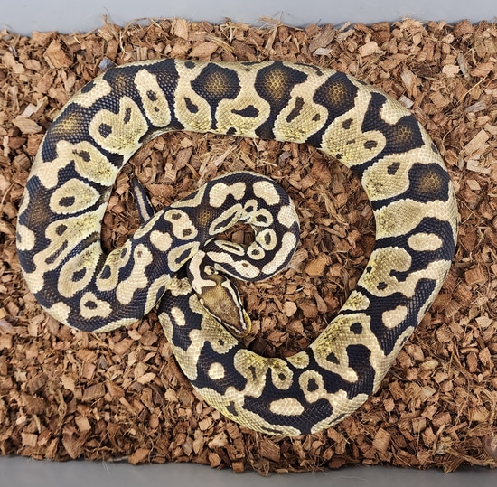Pastel Het Ultramel Pos Het Cryptic Caramel Ball Python by Red Mountain ...