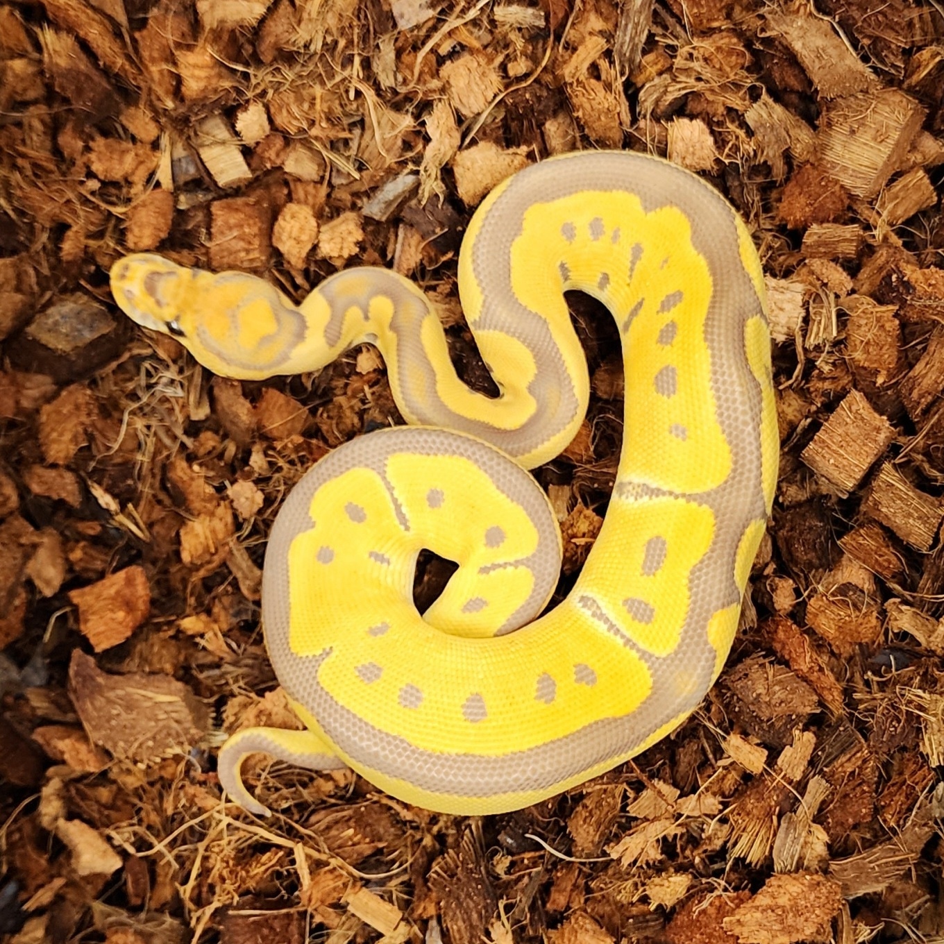 Ultramel Clown Possible Het Caramel Ball Python by Marcial Mendez ...