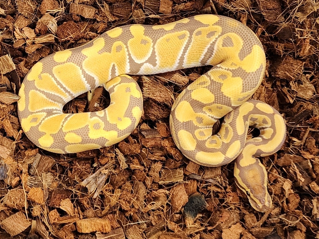 Ultramel Het Clown Possible Het Caramel Ball Python by Marcial Mendez ...