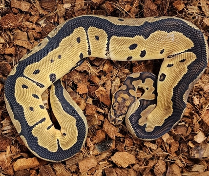 Marcial Mendez - MorphMarket