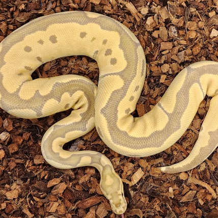 Red Mountain Herpetoculture - MorphMarket