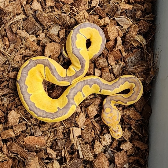Ultramel Clown 66% Het Caramel Ball Python by Red Mountain Herpetoculture