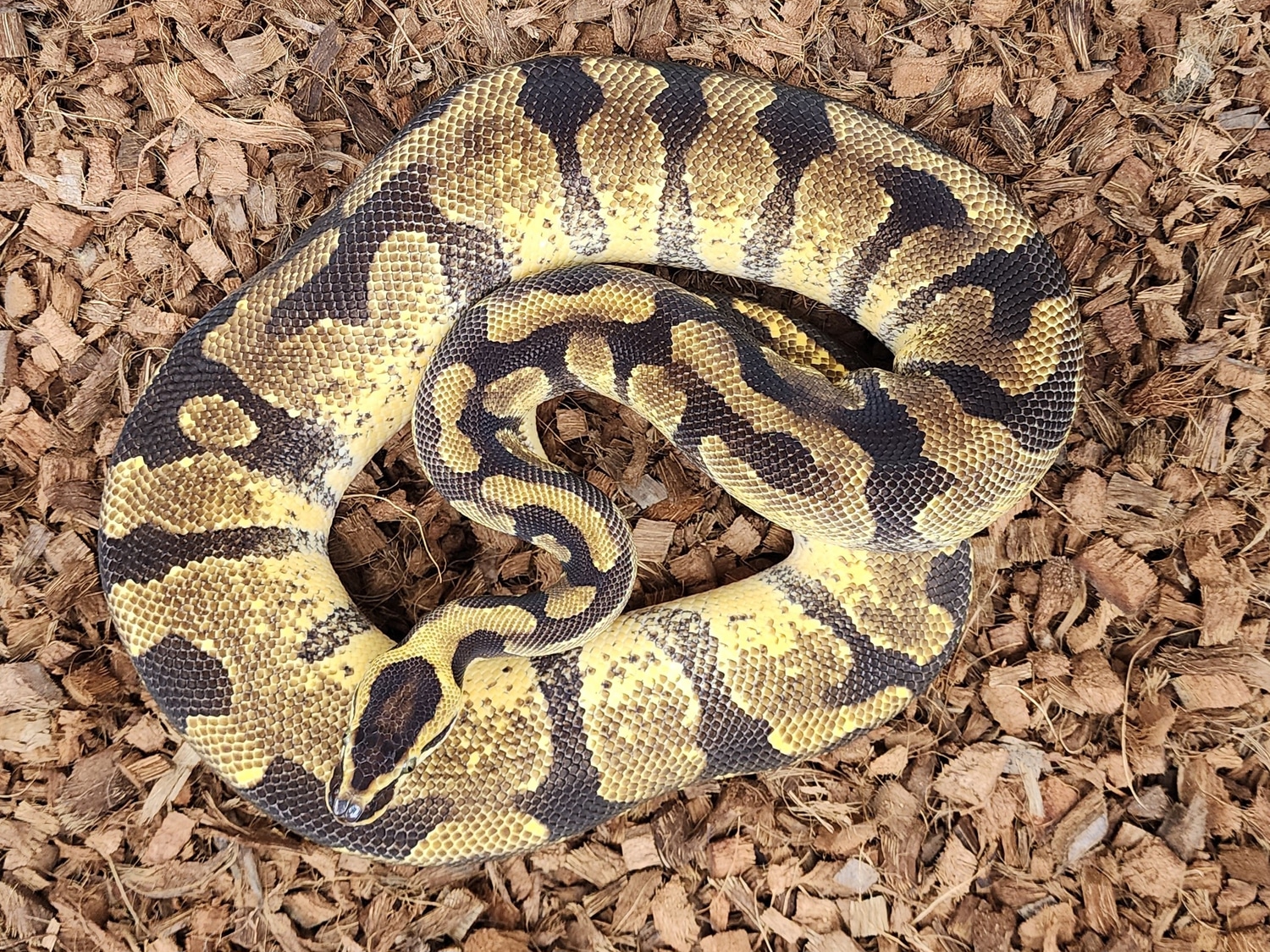 Super Enchi YB Het Ultramel Pos Het Caramel Ball Python by Marcial ...