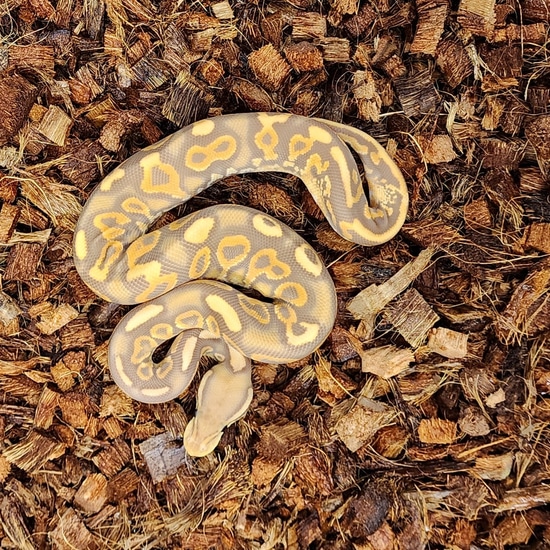 Cinnamon YB Ultramel Het Clown Pos Het Caramel Ball Python by Red ...
