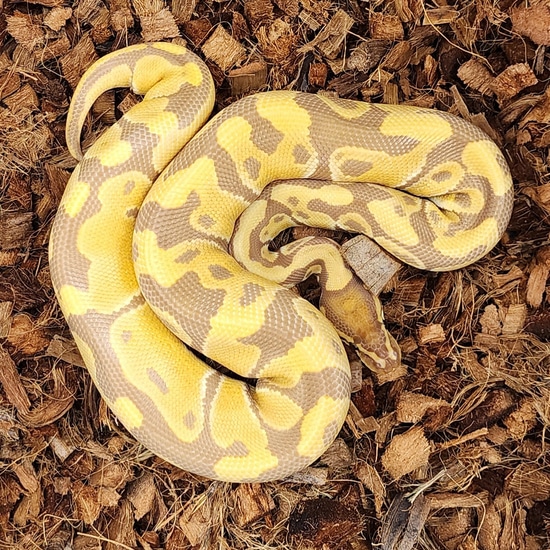 Ultramel Het Clown Pos Het Hypo 50% Het Caramel Ball Python by Red ...