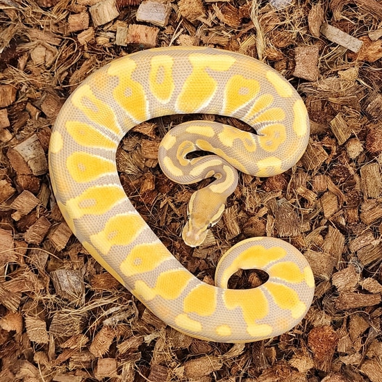 Enchi Cinnamon Ultramel PH Hypo Ball Python by Red Mountain Herpetoculture