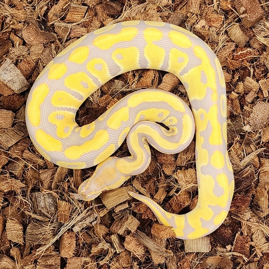 Caramel Ultramel Het Clown Ball Python by Red Mountain Herpetoculture
