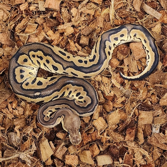 Cinnamon Clown Het Ultramel Pos Het Caramel Ball Python by Red Mountain ...