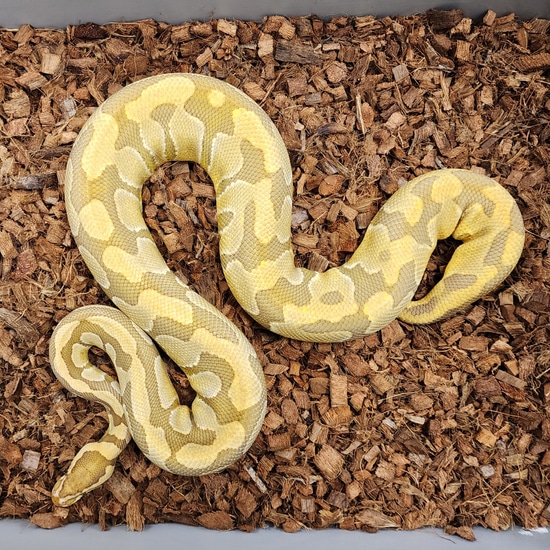 Enchi Caramel DH Ultramel Clown (Pos YB) Ball Python by Red Mountain ...