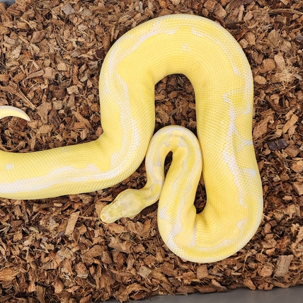 Red Mountain Herpetoculture - MorphMarket