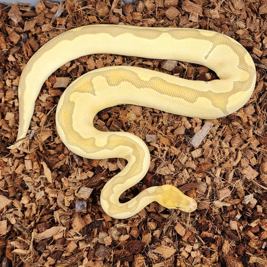 Enchi Ultramel Clown Het Caramel Ball Python by Red Mountain Herpetoculture