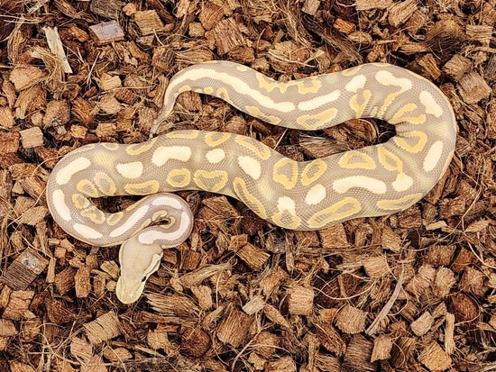 Cinnamon YB Ultramel Het Clown Pos Het Caramel Ball Python by Red ...