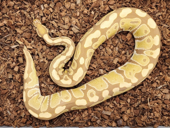 Ultramel DH Clown Caramel Ball Python by Red Mountain Herpetoculture