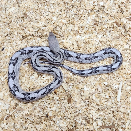 Axanthic Het Blonde Trans-Pecos Rat Snake by Red Mountain Herpetoculture