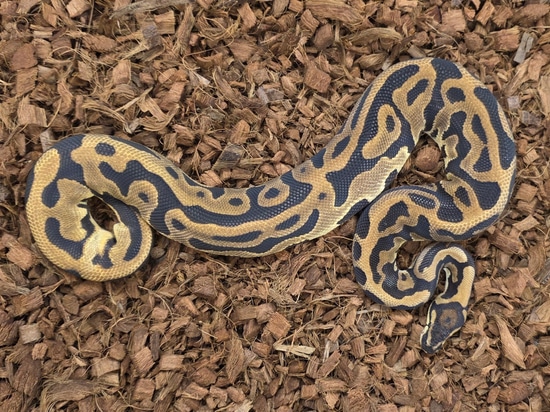 (Pos Super) Leopard Het Ultramel 50% Het Clown Pos DH Pied Caramel Ball ...