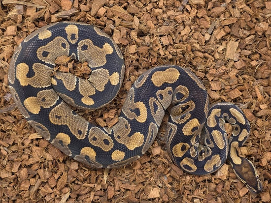 DH Ultramel Clown 66% Pos Het Caramel Ball Python by Red Mountain ...