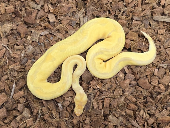 Enchi Camarillo Clown Ball Python by Red Mountain Herpetoculture